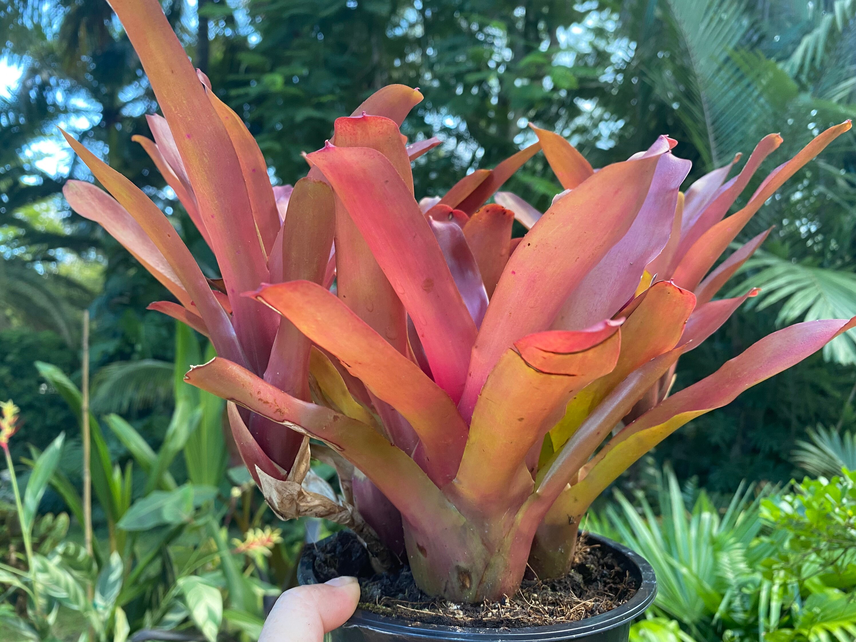 Neoregelia super Fireball 6 Pot Full Pot - Etsy