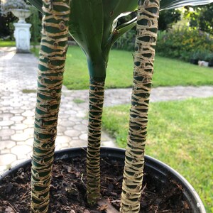 Dracaena Janet Craig Compacta, 3 Ppp Staggered. 10” Pot. 60” Box - Etsy