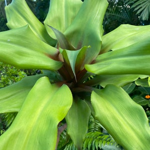Aechmea tayoensis Bromeliad 6 Pot Large - Etsy