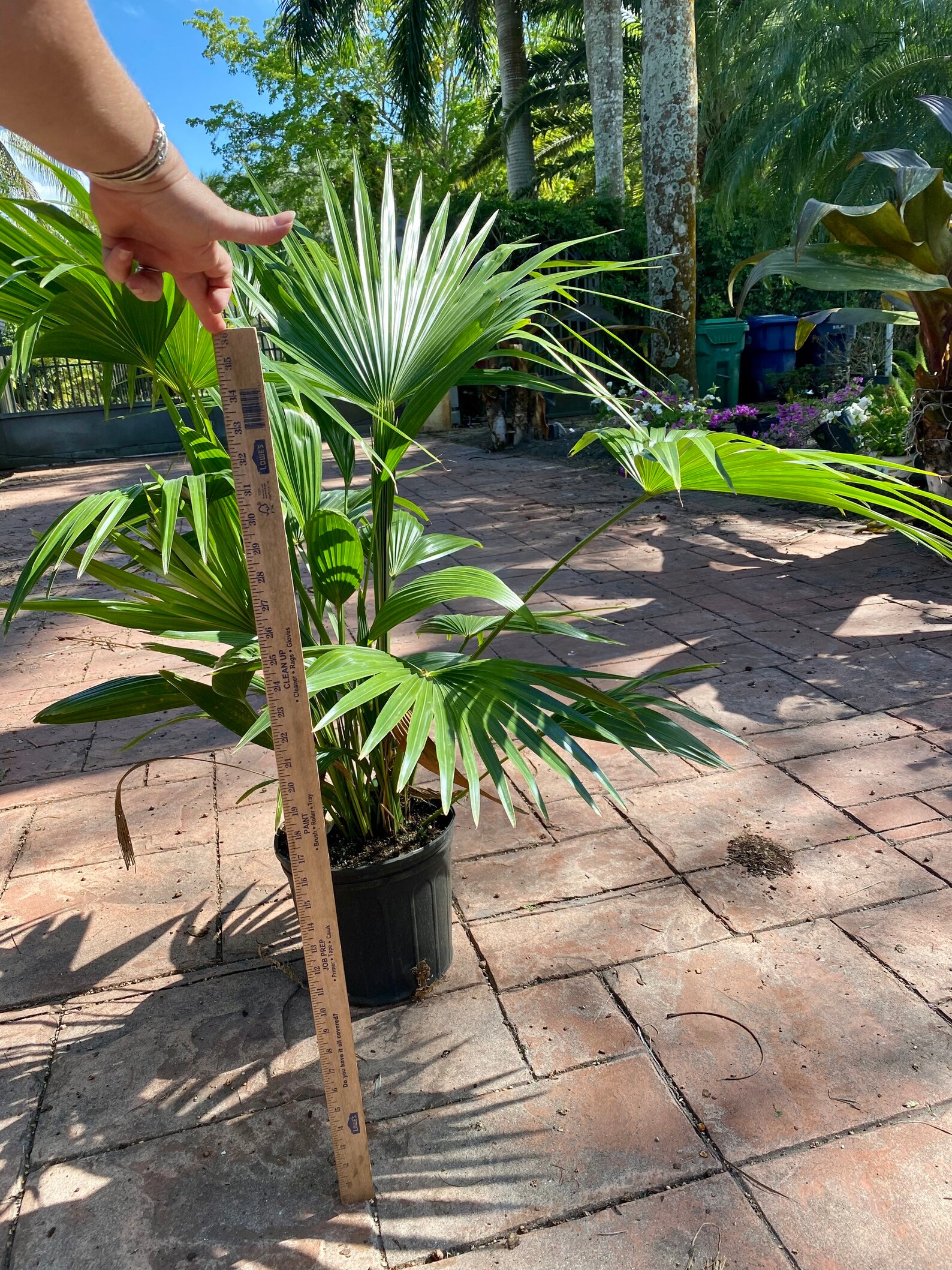Chinese Fan Palm Multi Trunk 10 Pot Actual Plant - Etsy