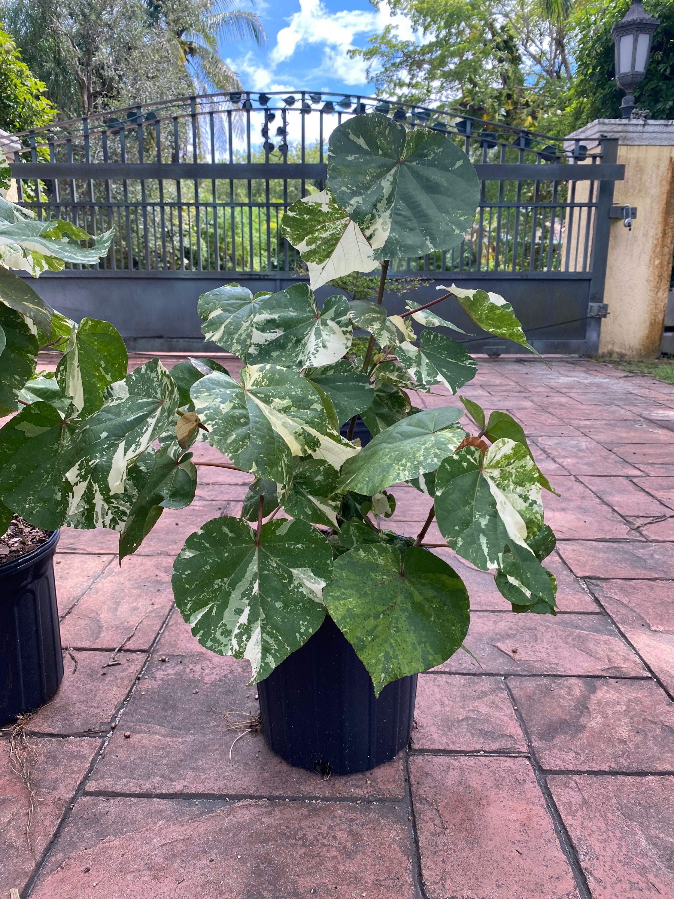 Variegated Mahoe Tree sea Hibiscus 10/3 G Pot - Etsy