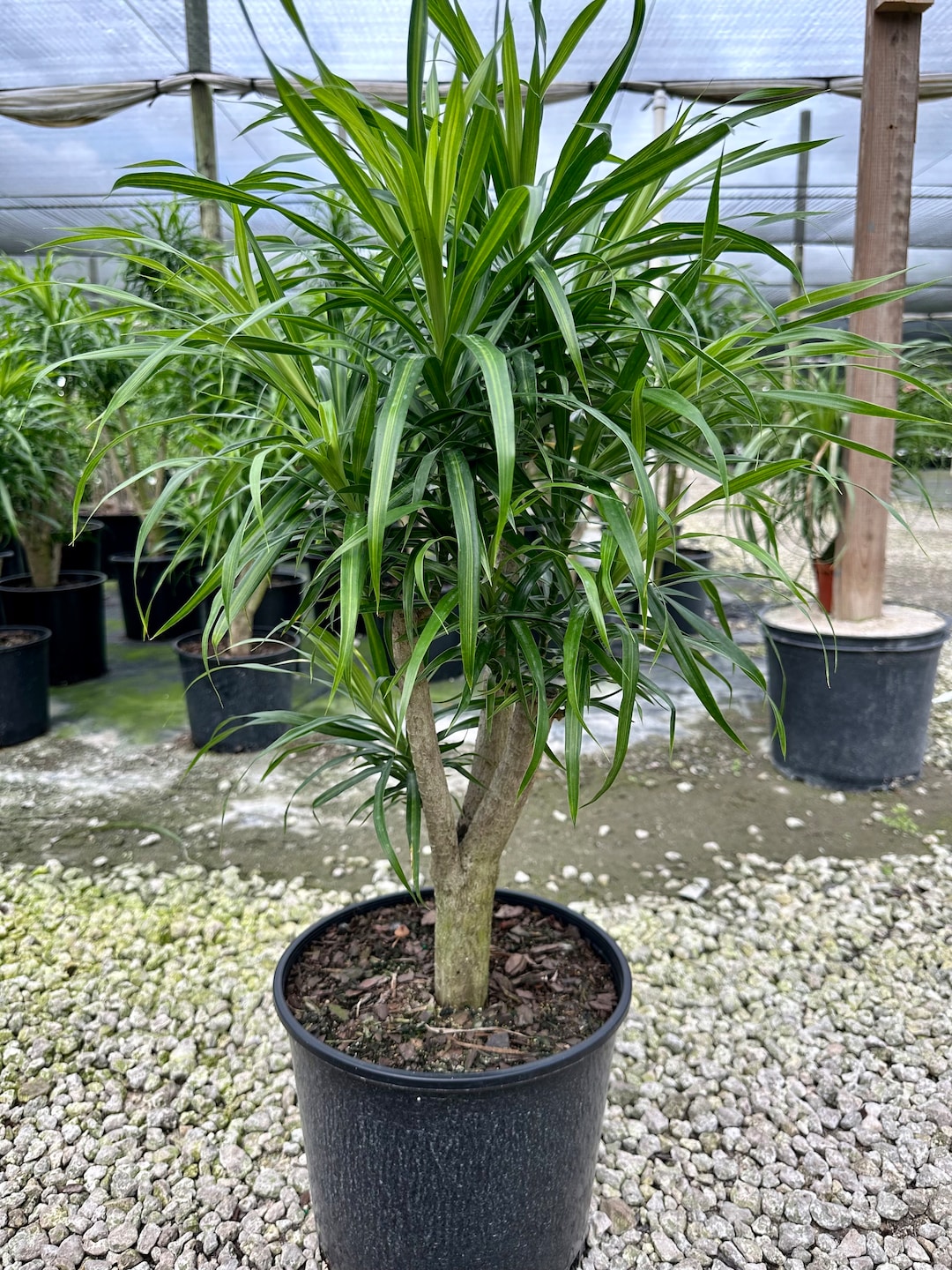 Dracaena Anita Variegated, Stump, 10” Pot - Etsy