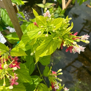 Double Rangoon Creeper, Combretum Indicum, 10” Pot - Vine/climber on ...