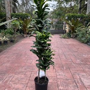 Dracaena Tornado Cane, Staggered Height 10” Pot 60” Box. Ask for Ground ...