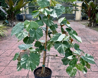 Variegated Mahoe Tree sea Hibiscus 10/3 G Pot - Etsy