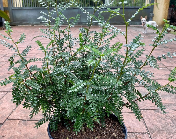 Chinese Pepper, Zanthoxylum Beecheyanum, Bonsai,szechuan Pepper ...