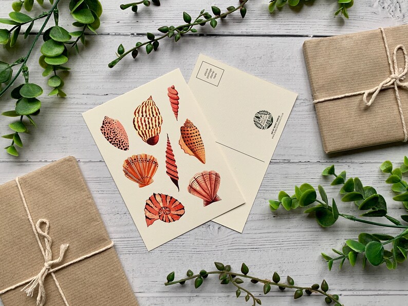 Seashells Art Postcard Coastal Shells Illustration Nature | Etsy