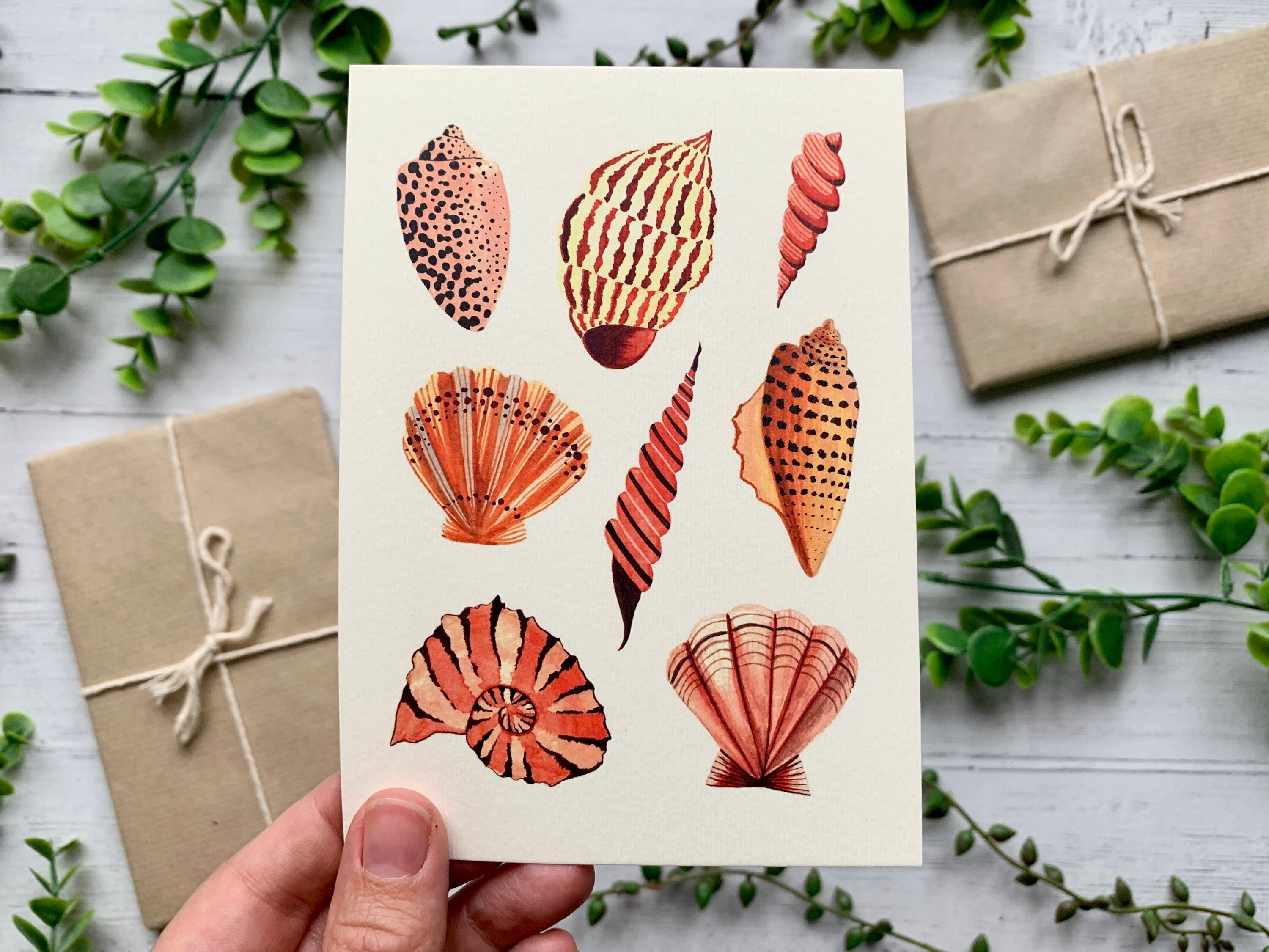 Seashells Art Postcard Coastal Shells Illustration Nature | Etsy