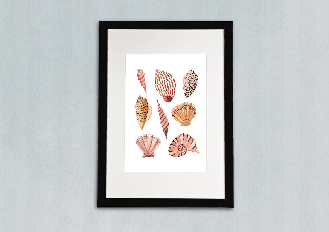 Seashells Art Print Coastal Beach Sea Shells Poster - Etsy UK