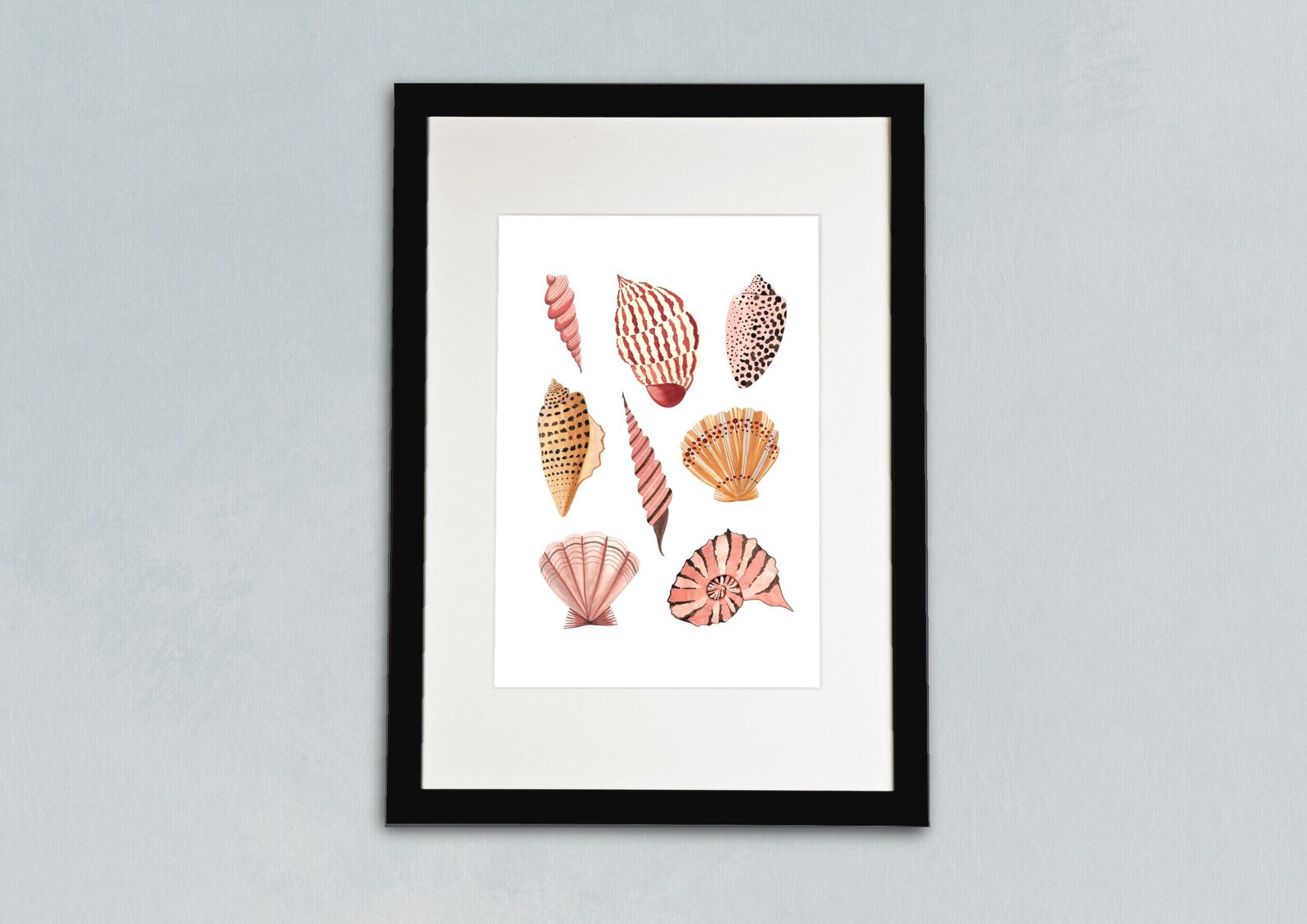 Seashells Art Print Coastal Beach Sea Shells Poster - Etsy UK