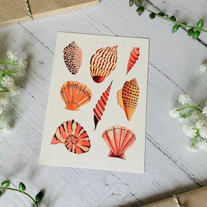 Seashells Art Postcard - Coastal Shells Illustration - Nature ...