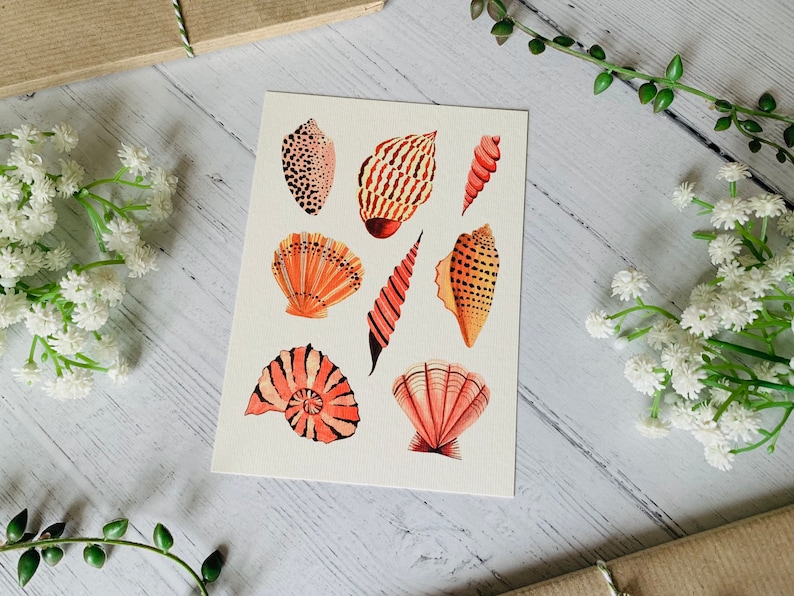 Seashells Art Postcard Coastal Shells Illustration Nature - Etsy