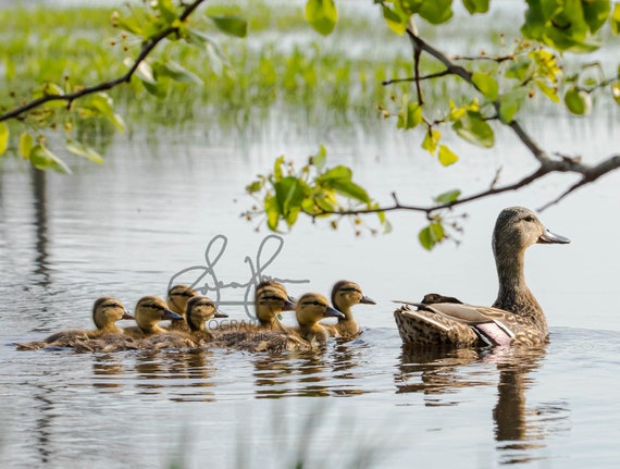 Cute Baby Ducks Following Mother