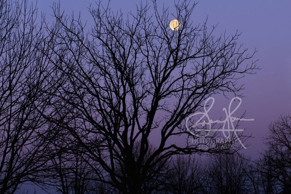 Art Photograph of Beautiful Haunting Bare Branch Tree With - Etsy