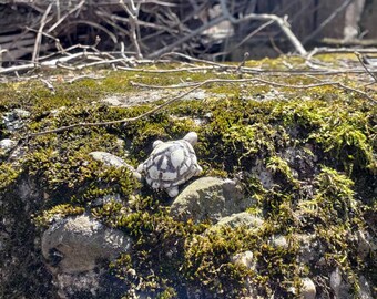 Turtle Peace Sign | Etsy