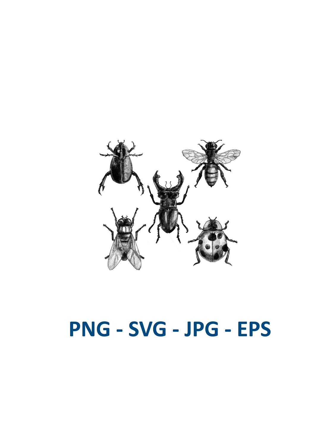Five Insects DETAILED Instant Download Digital File SVG PNG Digital ...