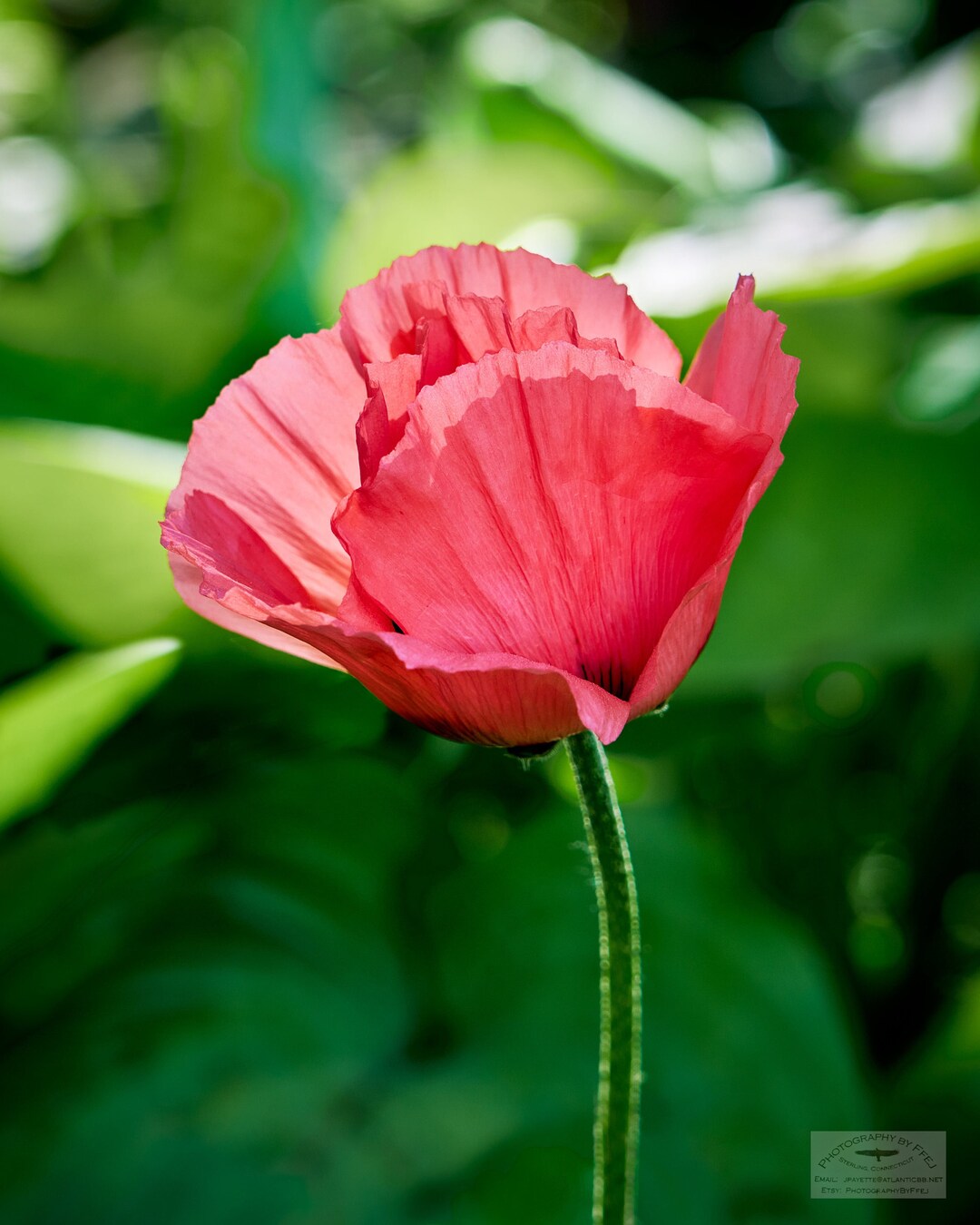Photograph of a Pink Poppy Highlighted by Morning Summer Sun, Sterling ...