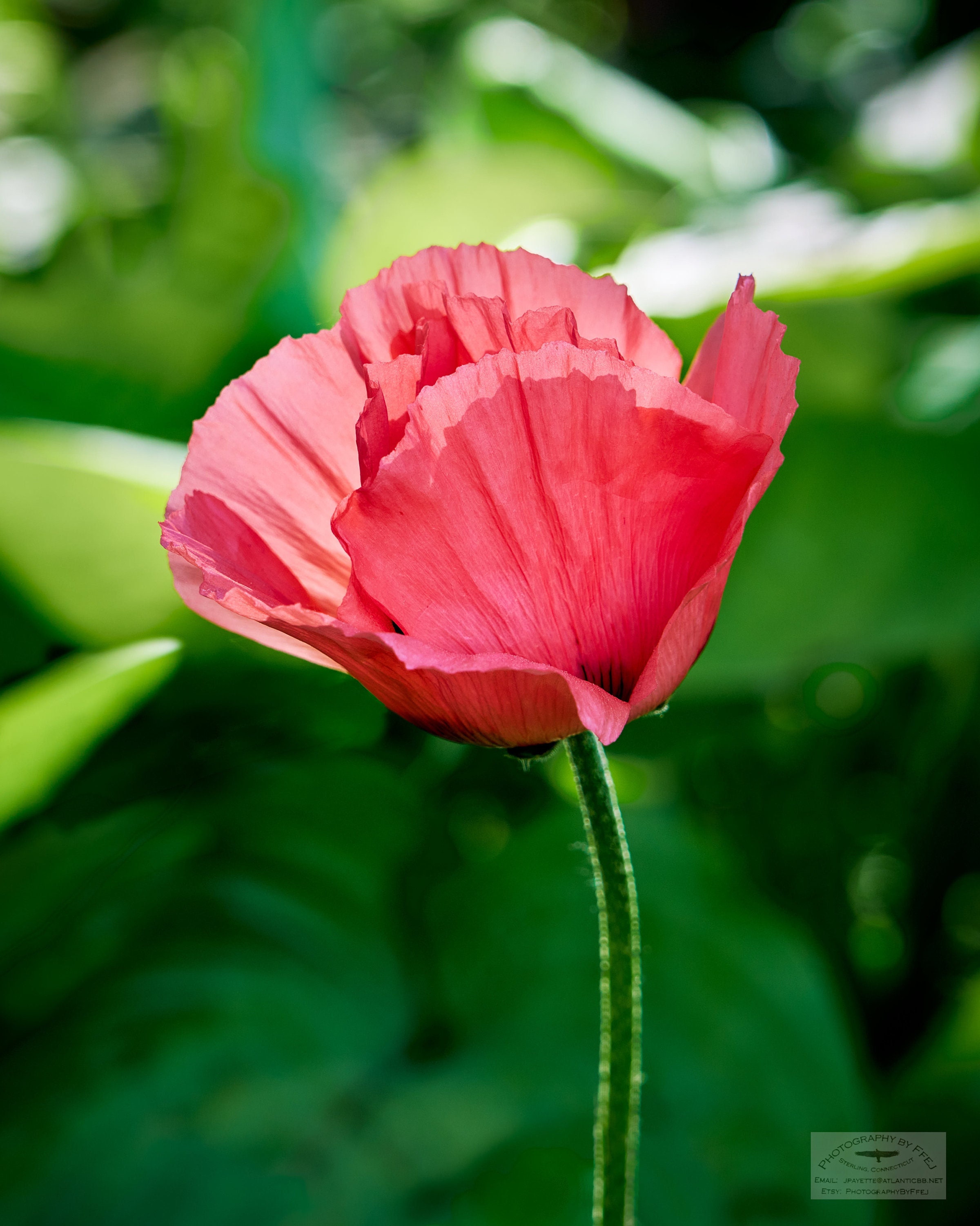 Photograph of a Pink Poppy Highlighted by Morning Summer Sun, Sterling ...