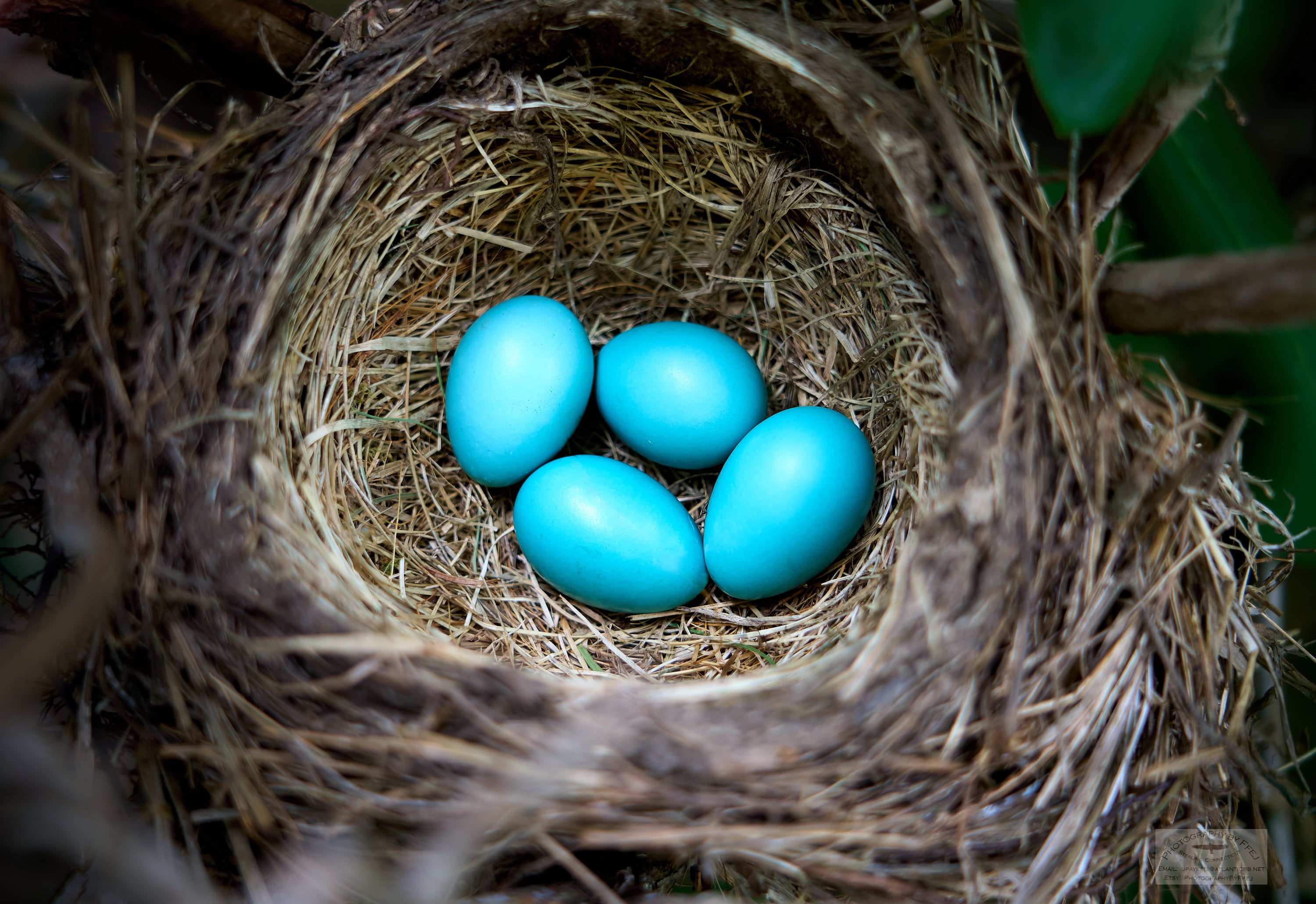 Robin Bird Eggs