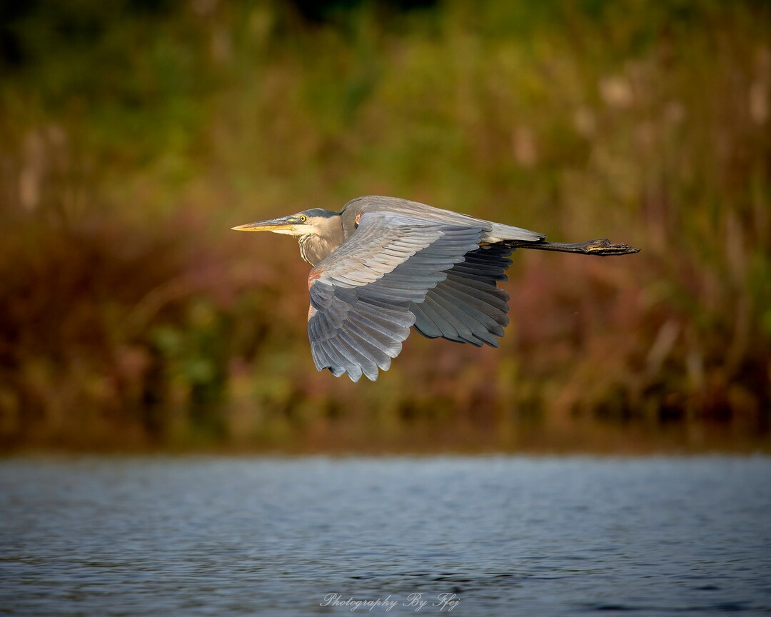 Photograph of the Great Blue Heron Cruising the Quinebaug River in ...
