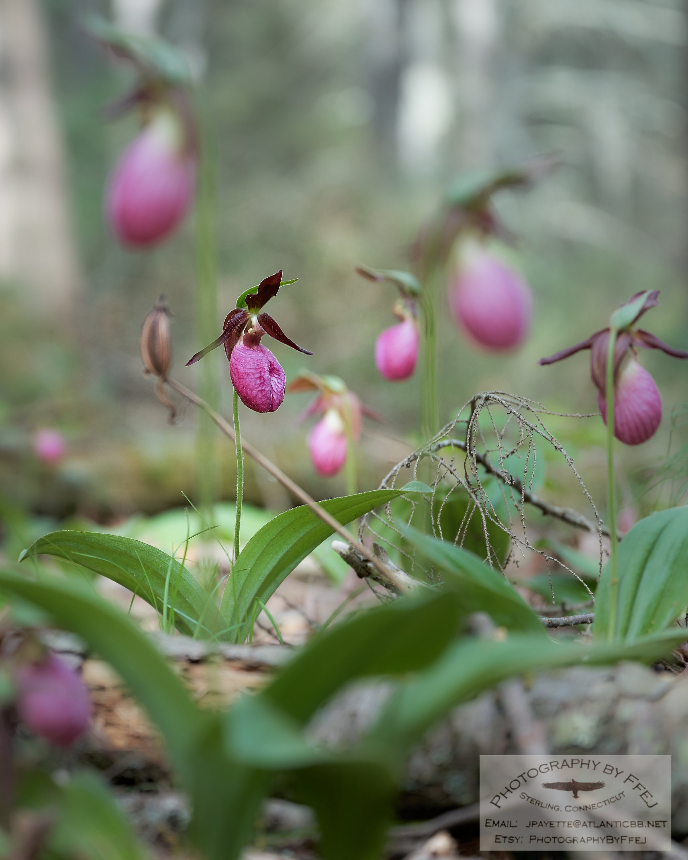 Wild Lady Slipper Flower
