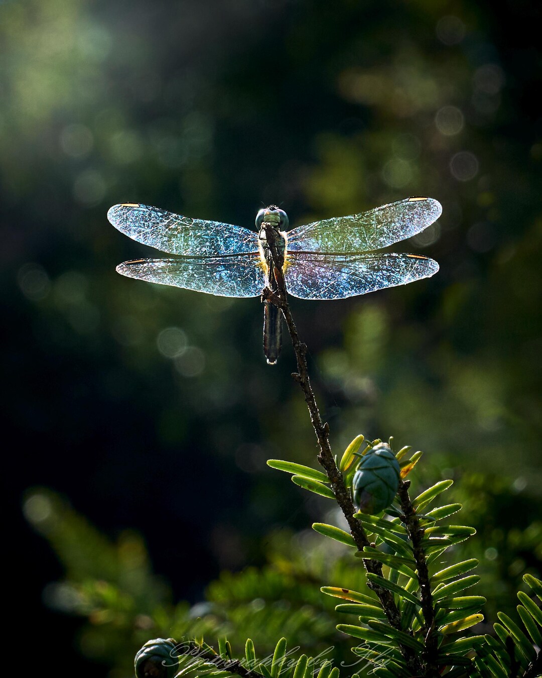 Beautiful Photograph of a Dragonfly Basking in the Mid-day Sun ...