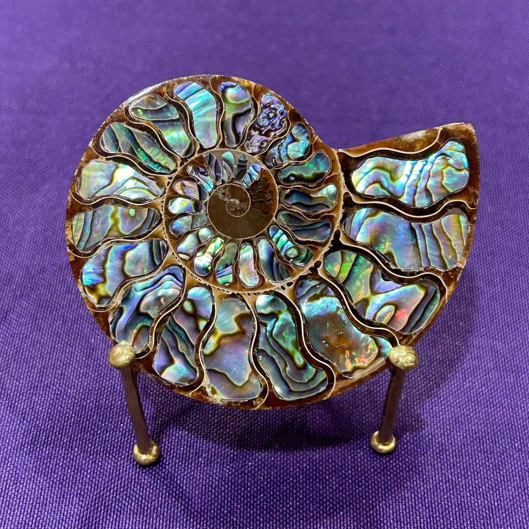 Ammonite With Abalone Shell Inlay - Etsy