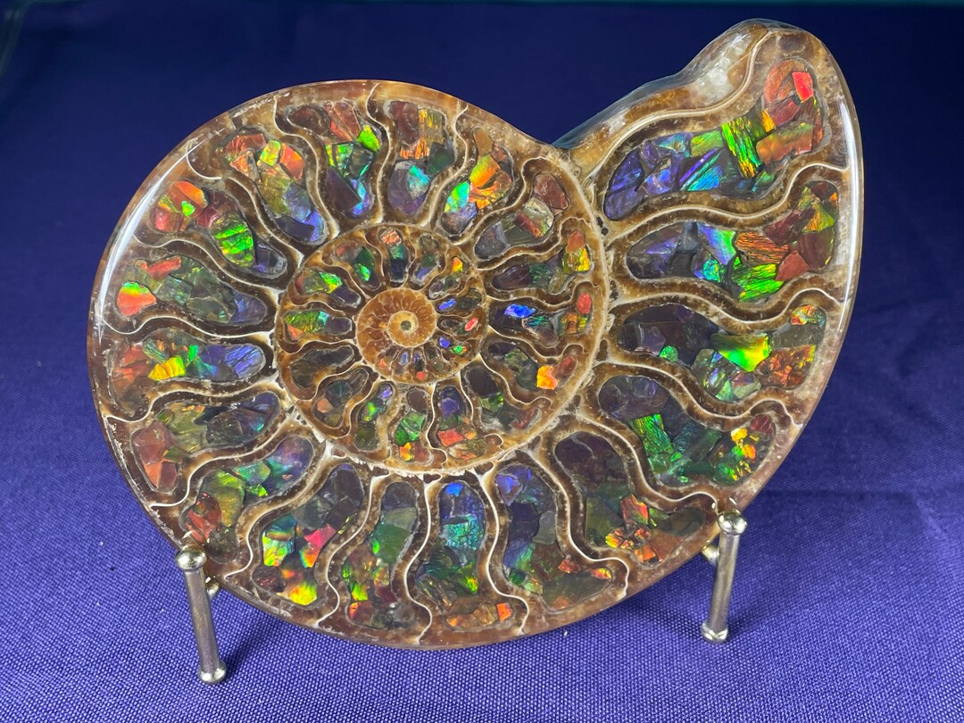 Large Ammonite With Ammolite Inlay - Etsy