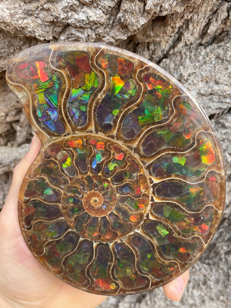 Large Ammonite With Ammolite Inlay - Etsy