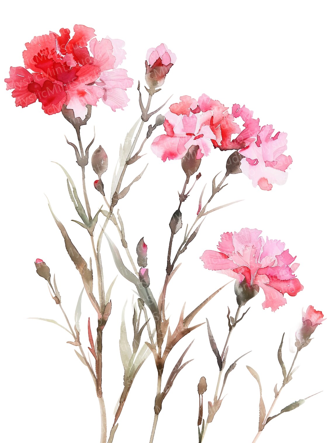 Carnation 56 Jpgs and Pngs, Digital Download for Flowers Print ...