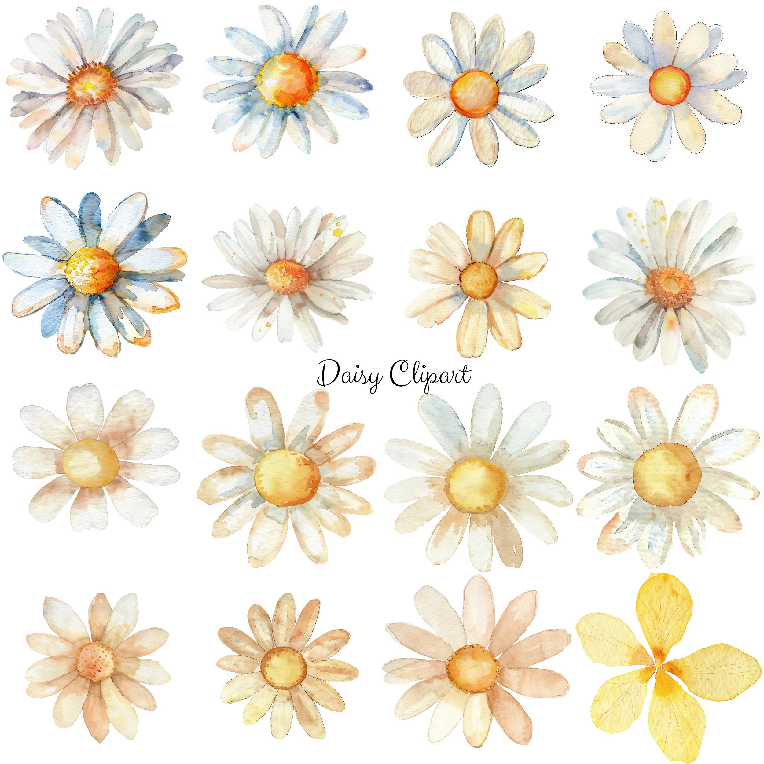 27 Watercolor Daisy Clipart, Flower Clipart, Jpgs and Pngs, Digital ...