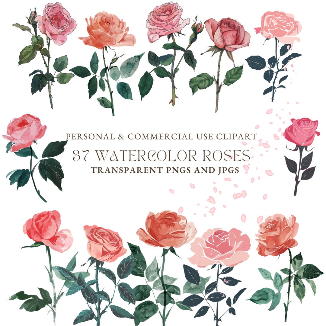 Watercolor Rose Flower Clipart, 37 High-resolution JPG and Transparent ...