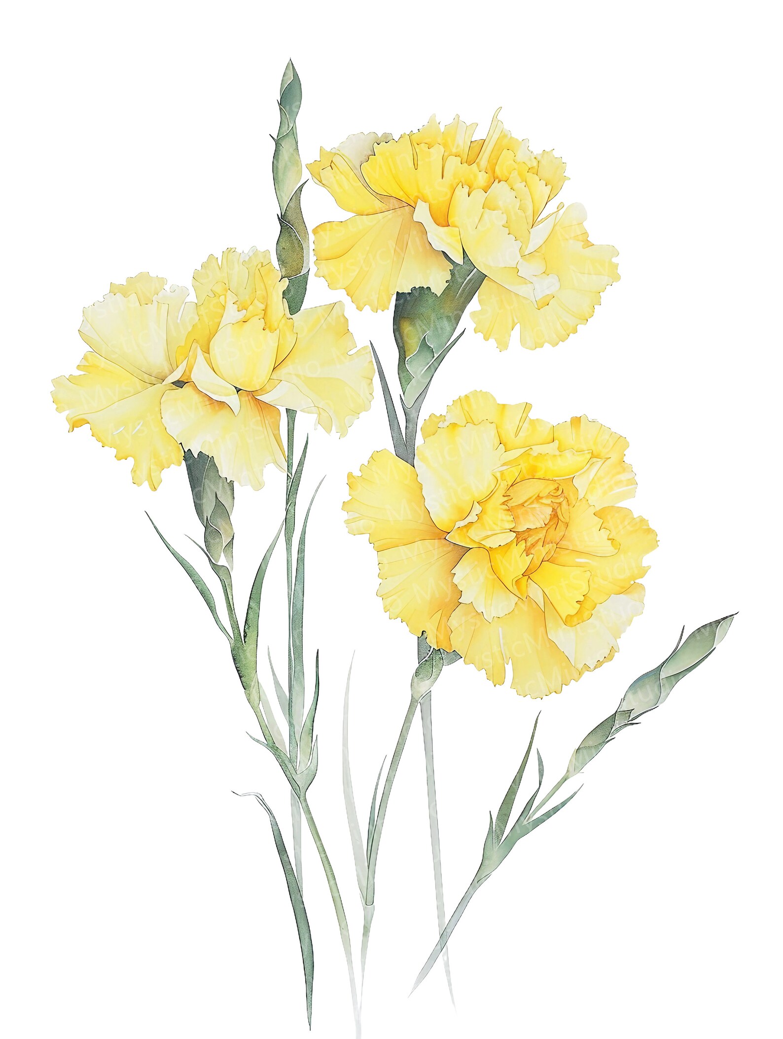 Carnation 56 Jpgs and Pngs, Digital Download for Flowers Print ...