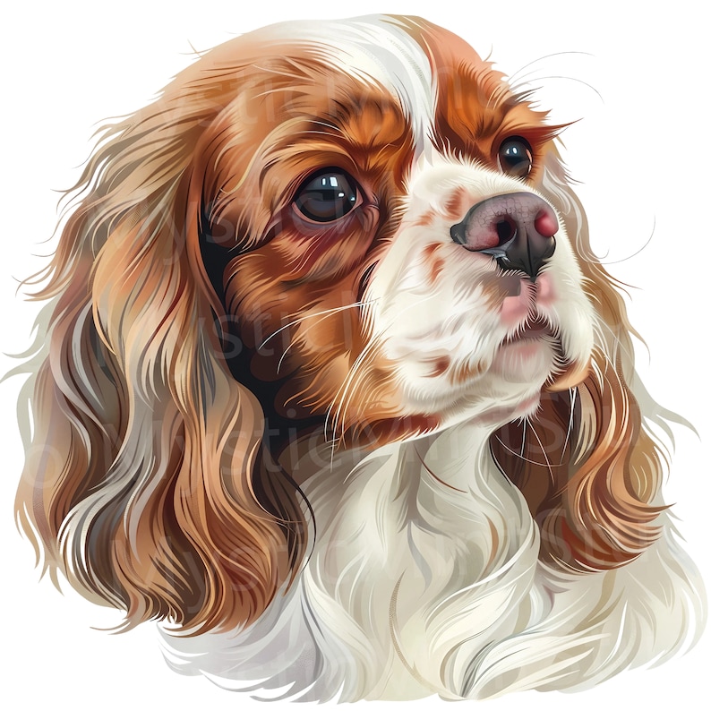 Cavalier King Charles Spaniel Clipart, 47 High-resolution Pngs and Jpgs ...