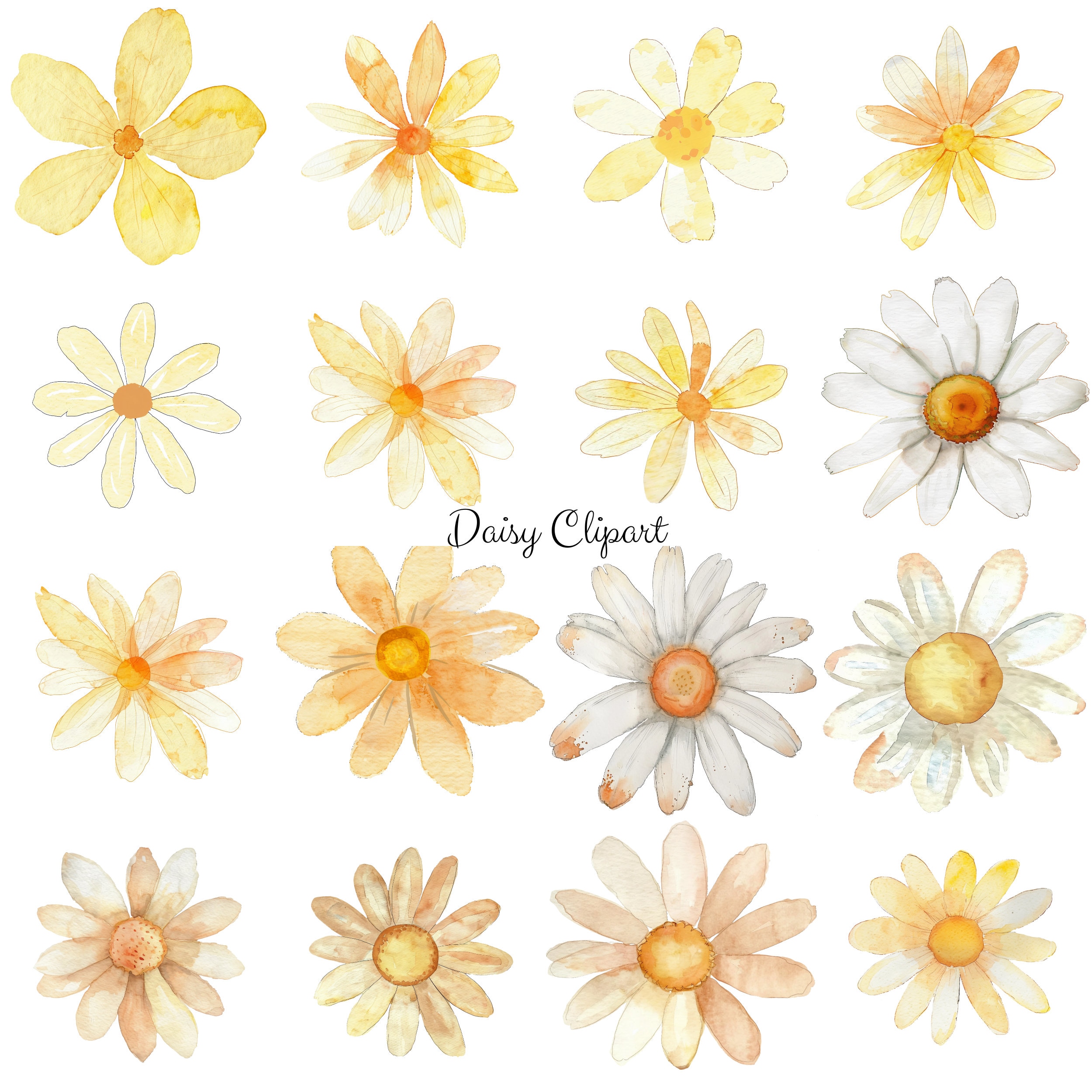 27 Watercolor Daisy Clipart, Flower Clipart, Jpgs and Pngs, Digital ...