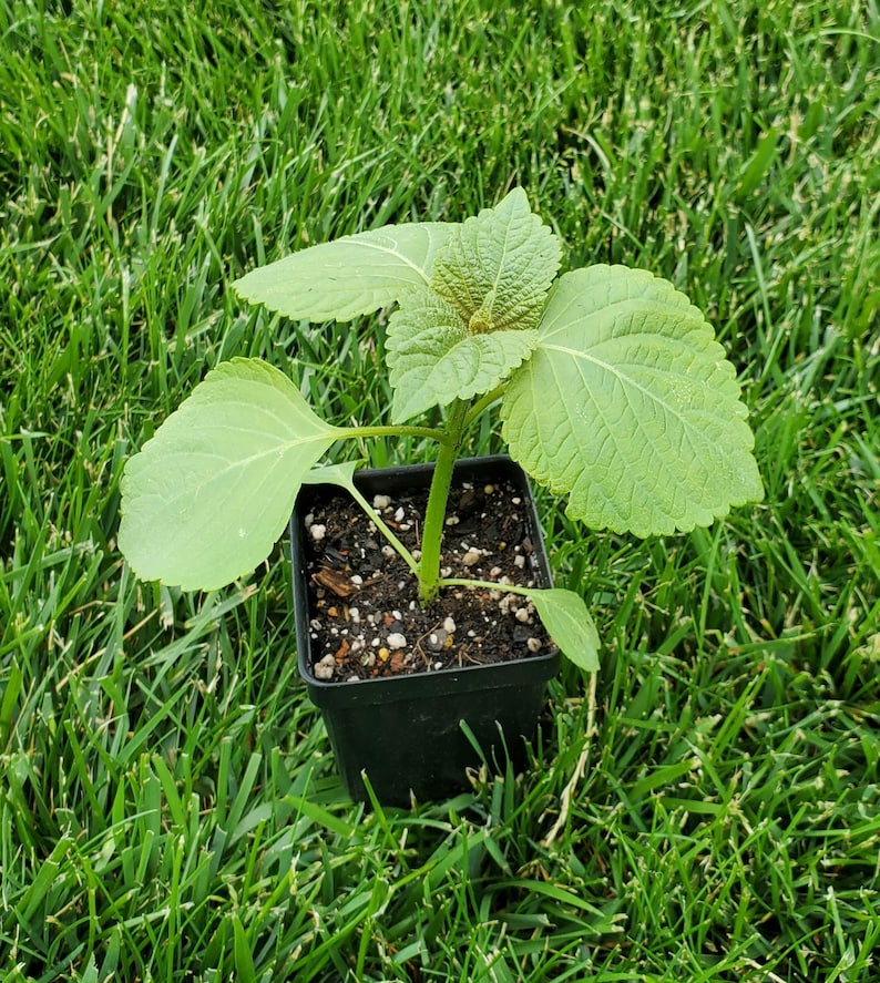 Korean Perrila Live Plant | (kkaennip) - Etsy