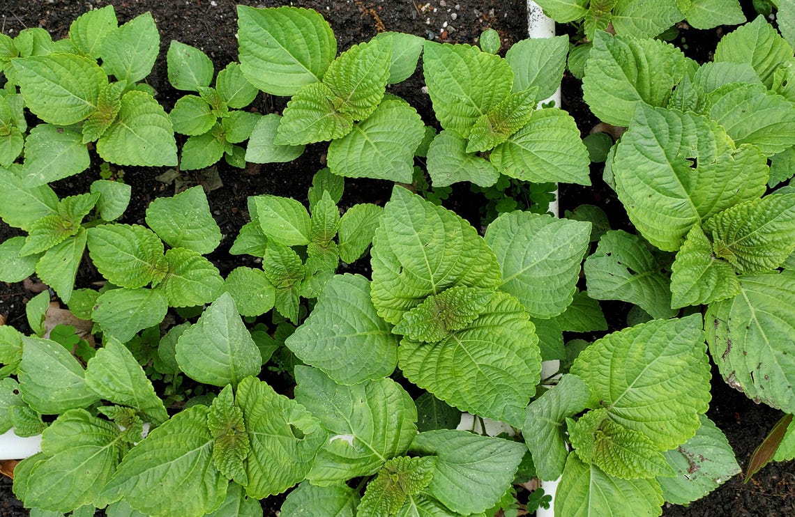 Korean Perrila Live Plant | (kkaennip) - Etsy