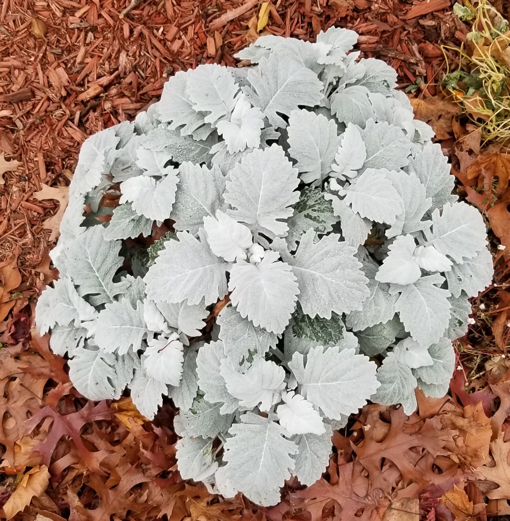 Dusty Miller New Look