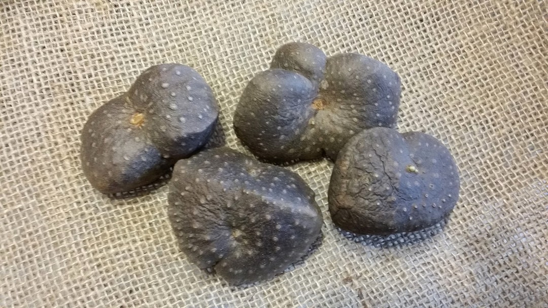 Hard to Find 'edible' Dioscorea Bulbifera Air Potato **read the ...
