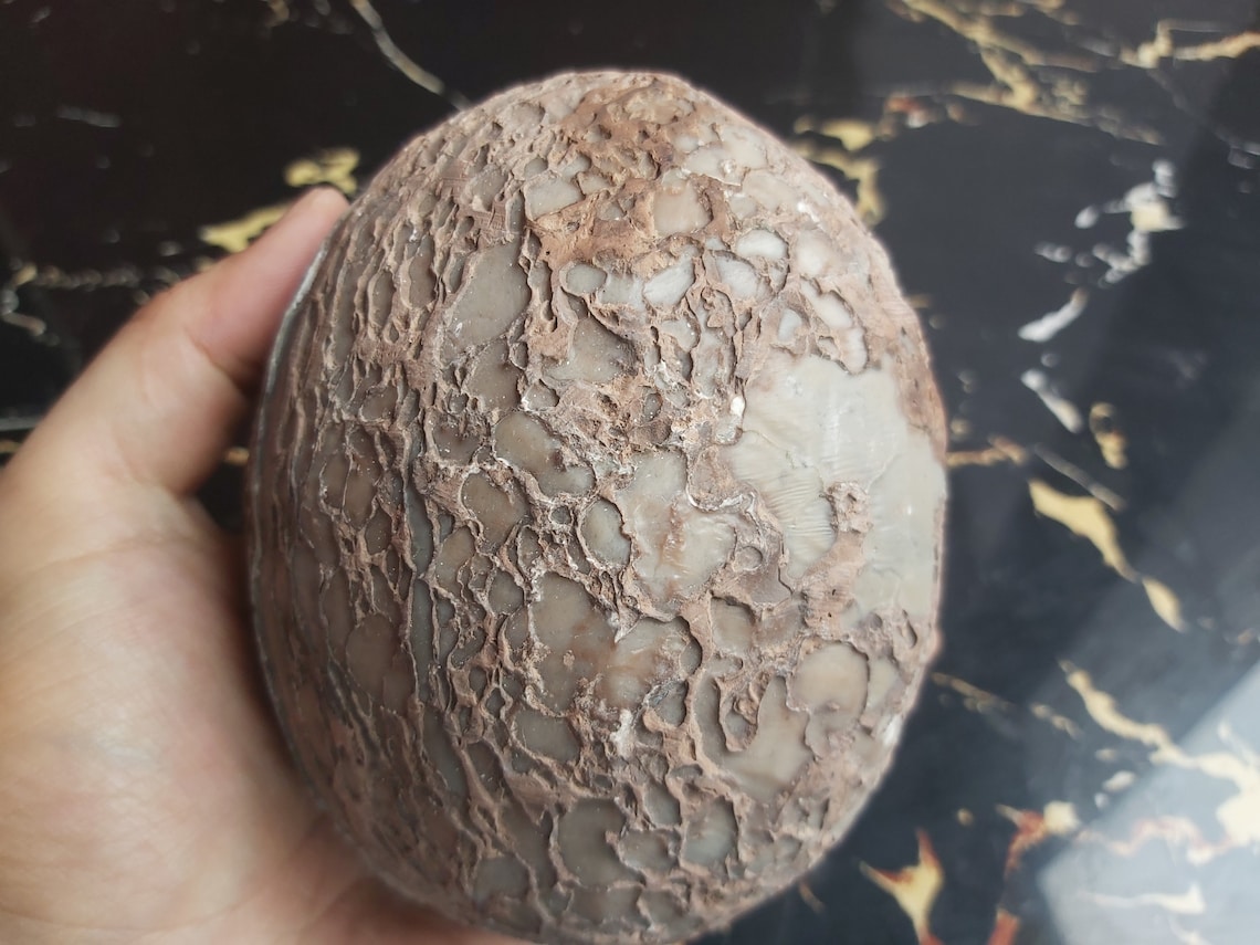1.58kg Egg Fossil Segnosaur Dinosaur Egg Fossilized World | Etsy