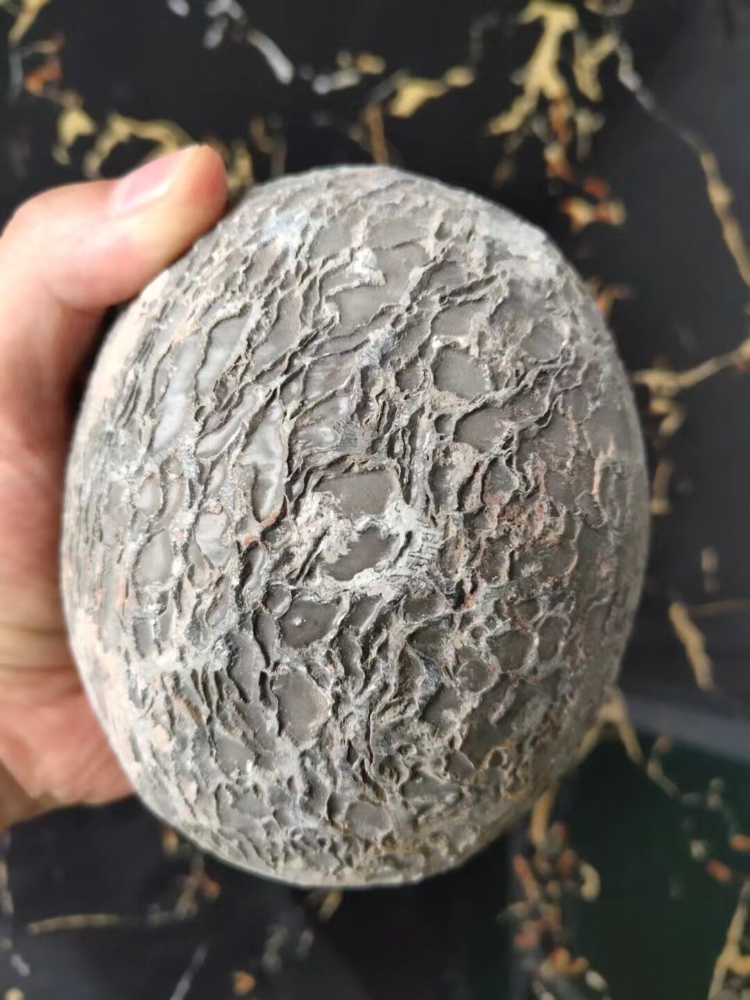 Unknown Fossil Segnosaur Fossilized World Stone Collection Teaching ...