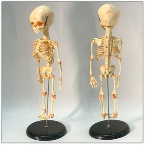 Newborn skeleton 14.5 OR 37cm Human New Head Baby Skull | Etsy