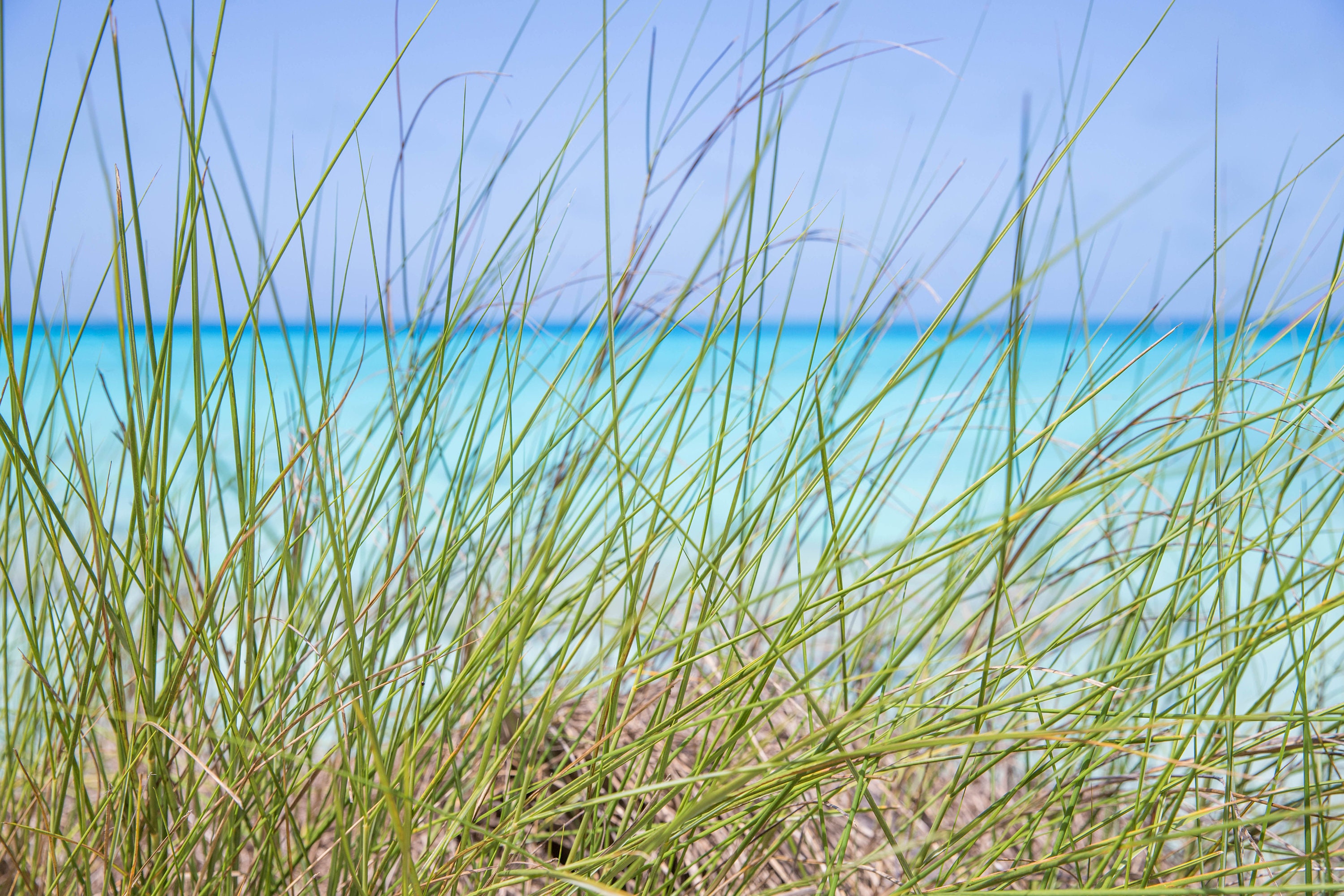 Beach Grass Photography Art Beach Vacation Art Photography - Etsy