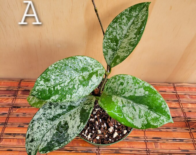Hoya Carnosa Freckles Splash in 4 Inch Pots / Gorgeous Splash Leaves ...