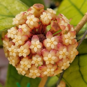 Hoya Irina EPC-964 in 4.25 Inch Pots / Well Established / Gorgeous ...