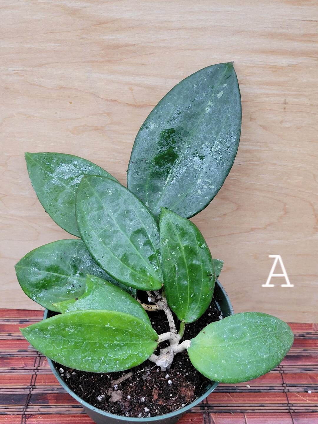 Hoya Hanhiae Yellow in 6 Inch Pots / Exact Plants / Beautiful Thick ...
