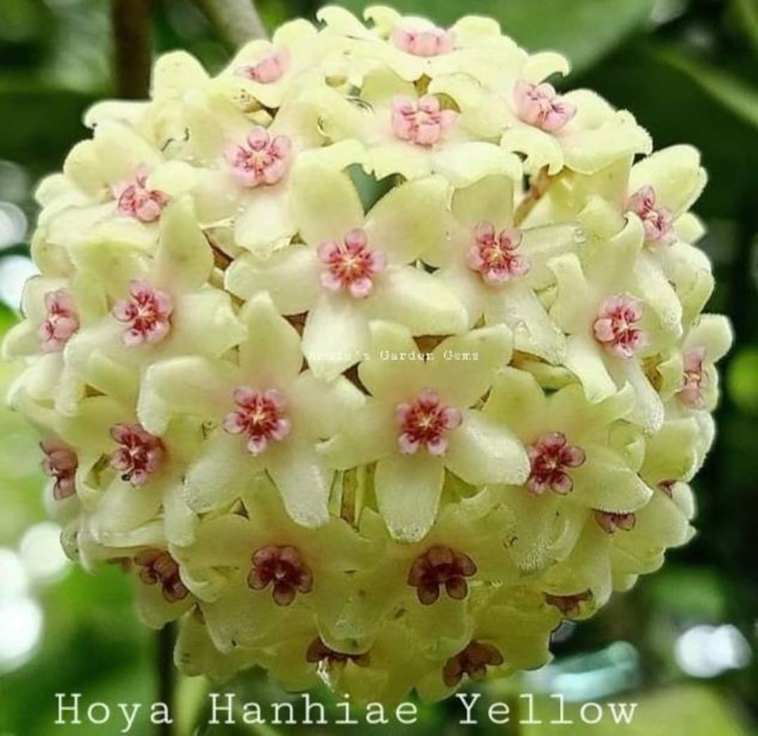 Hoya Hanhiae Yellow in 4.25 Inch Pots / Exact Plants / Beautiful Thick ...