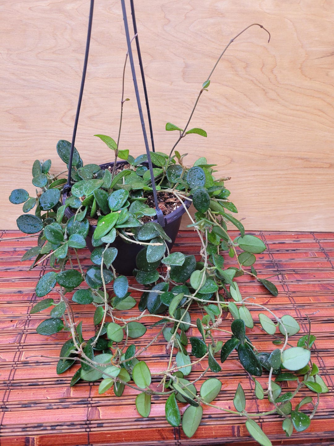 Hoya Mathilde in a 6 Inch Pot / Many Peduncles / Well Established ...