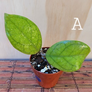 Hoya Irina EPC-964 in 3 Inch Pots / Well Established / Gorgeous Veined ...