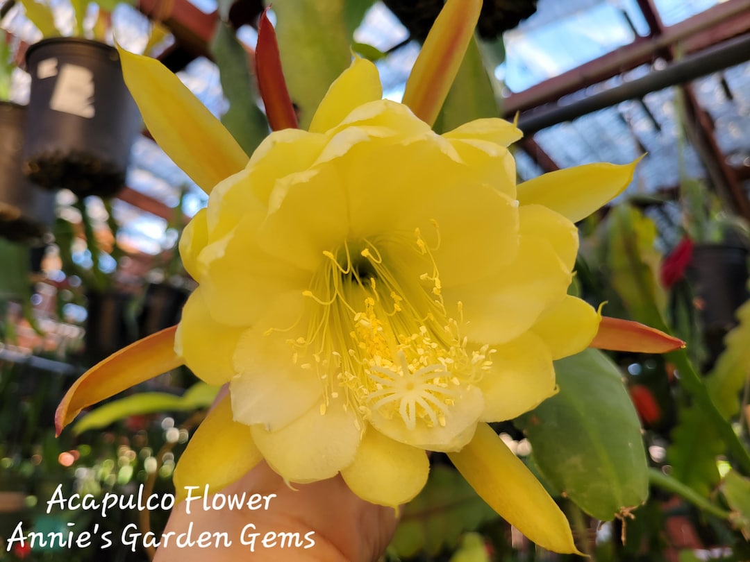 Acapulco Flower Epiphyllum Cuttings / Large Flowers / Epicactus ...